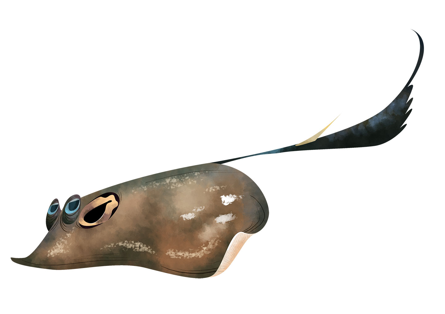 Broad cowtail ray - Save Our Seas Foundation