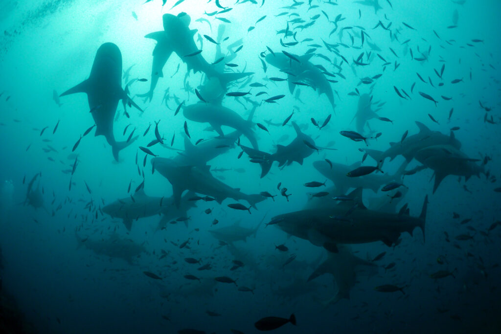 Bull shark - Save Our Seas Foundation