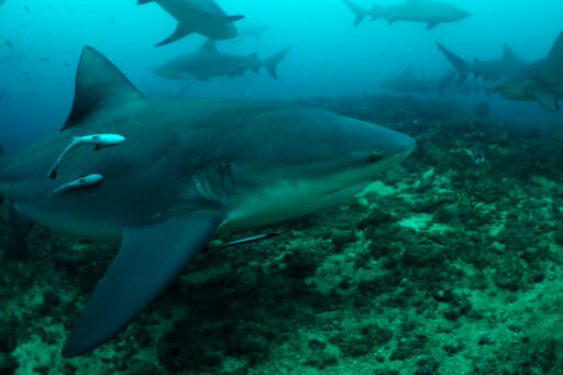 Bull shark - Save Our Seas Foundation