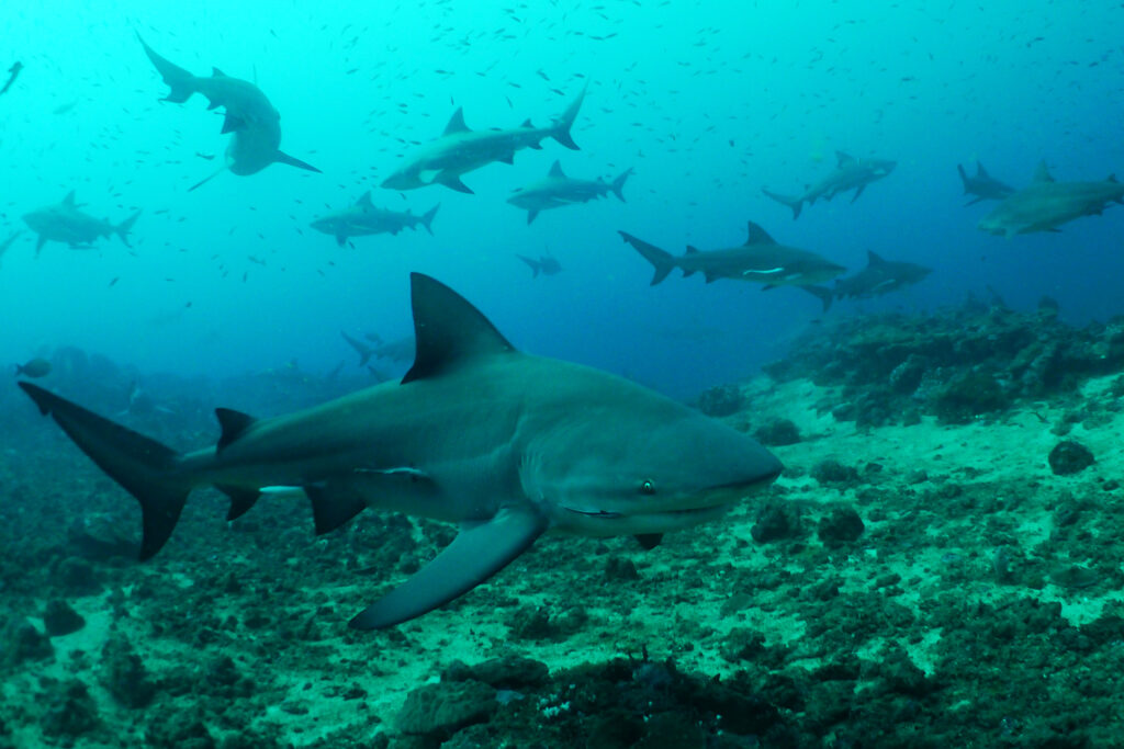 Bull shark - Save Our Seas Foundation