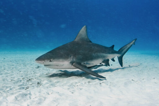 Bull shark - Save Our Seas Foundation