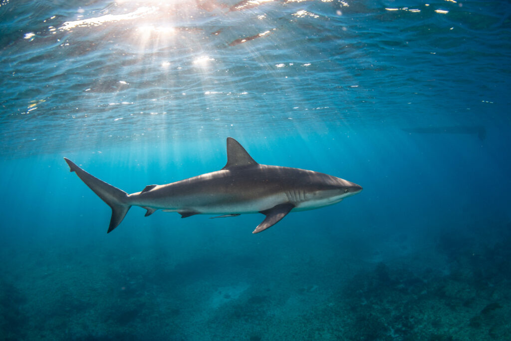 Caribbean reef shark - Save Our Seas Foundation
