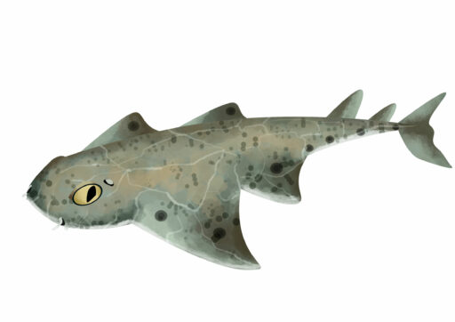 Angel Shark - Save Our Seas Foundation