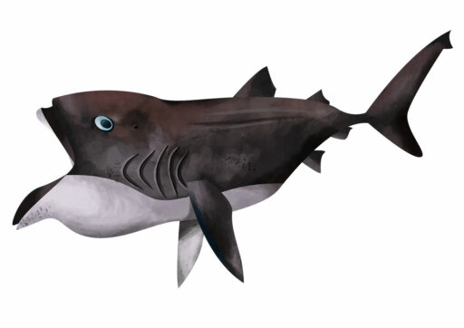 Megamouth Shark - Save Our Seas Foundation