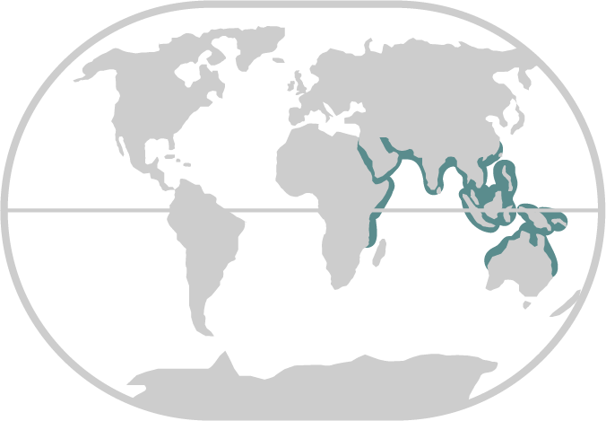 Bottlenose wedgefish - Save Our Seas Foundation