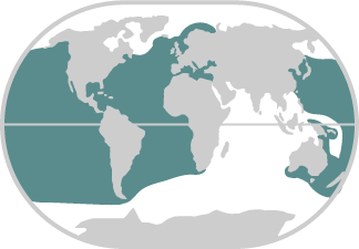 Basking Shark - Save Our Seas Foundation