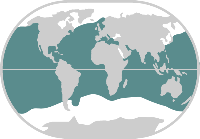 Blue shark - Save Our Seas Foundation