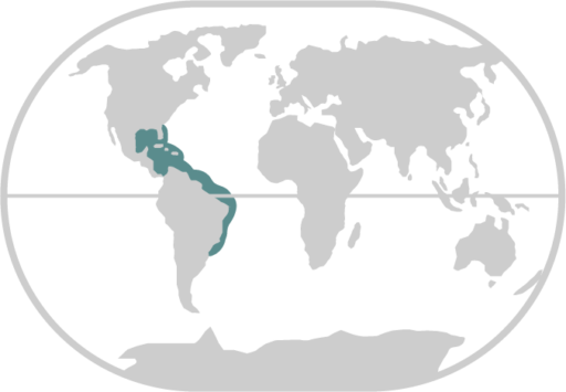 Caribbean reef shark - Save Our Seas Foundation