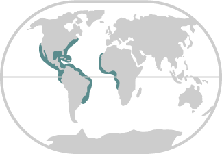 Lemon shark - Save Our Seas Foundation