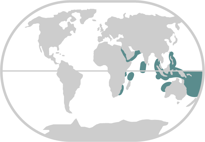 Reef manta ray - Save Our Seas Foundation