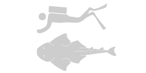 Angel Shark - Save Our Seas Foundation