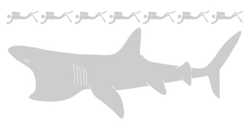 Basking Shark - Save Our Seas Foundation