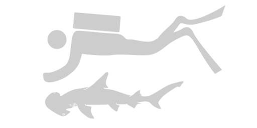 Bonnethead shark - Save Our Seas Foundation