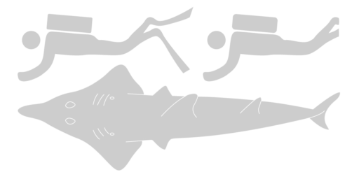 Bottlenose wedgefish - Save Our Seas Foundation