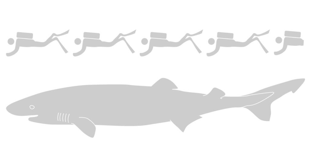 Greenland shark - Save Our Seas Foundation