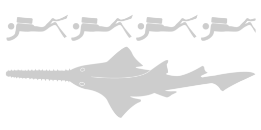 Largetooth sawfish - Save Our Seas Foundation