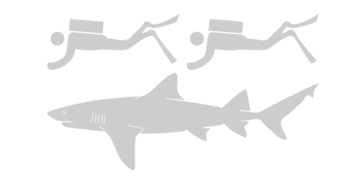 Lemon shark - Save Our Seas Foundation