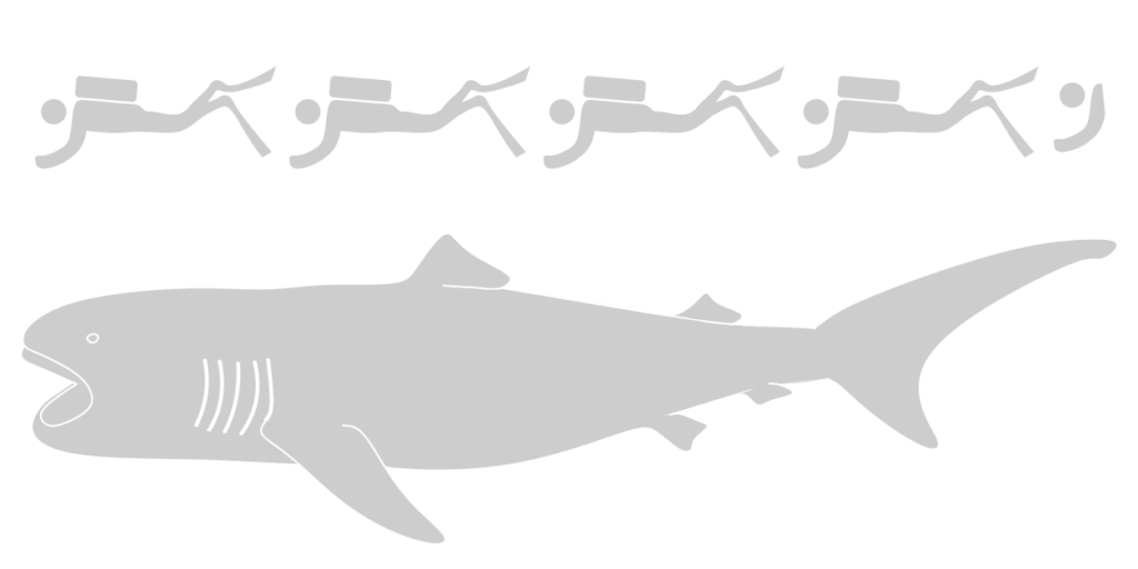 Megamouth Shark - Save Our Seas Foundation