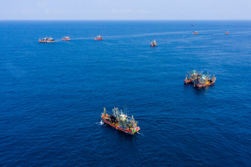 How can I help sharks? - Save Our Seas Foundation