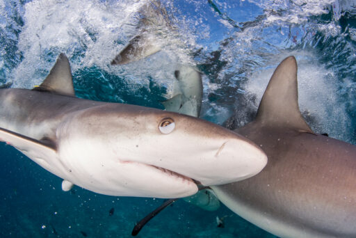 Do sharks sleep? - Save Our Seas Foundation