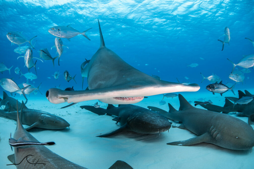 Do sharks sleep? - Save Our Seas Foundation