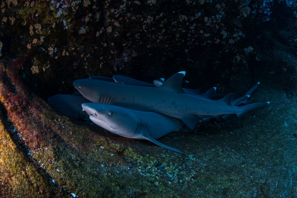 Do sharks sleep? - Save Our Seas Foundation