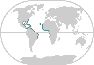 Whitespotted eagle ray - Save Our Seas Foundation