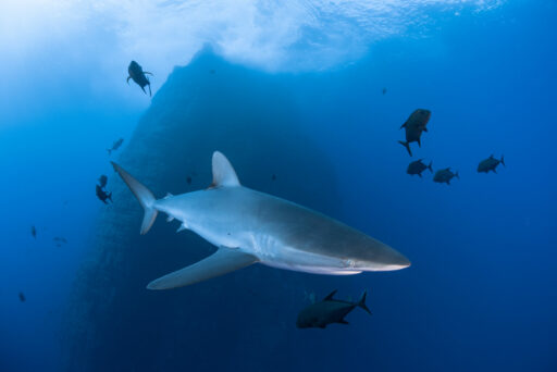 Silky shark - Save Our Seas Foundation