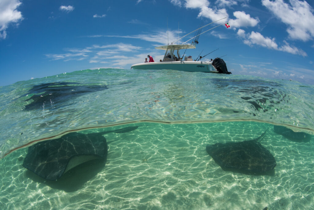 Southern stingray - Save Our Seas Foundation