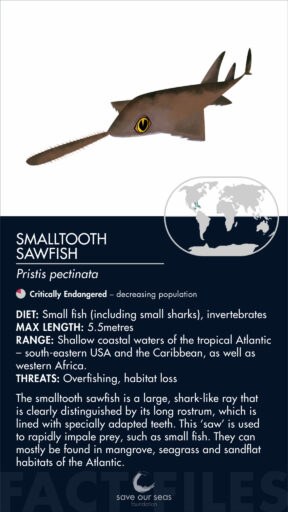 Smalltooth sawfish - Save Our Seas Foundation