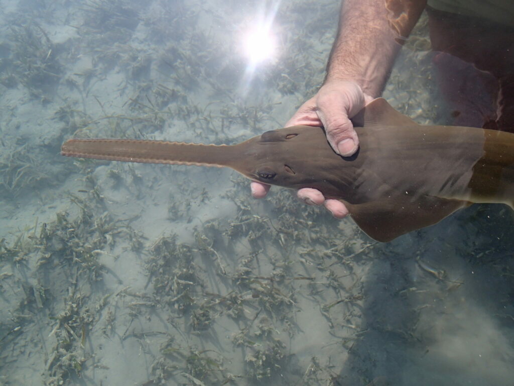 Smalltooth sawfish - Save Our Seas Foundation