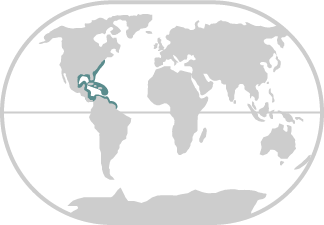 Southern stingray - Save Our Seas Foundation