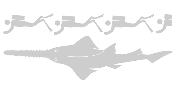 Smalltooth sawfish - Save Our Seas Foundation