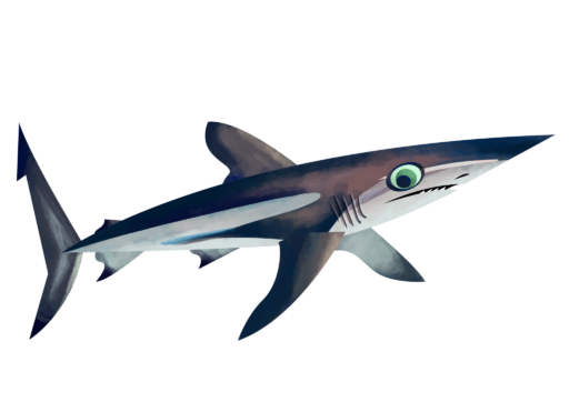 Silky shark - Save Our Seas Foundation
