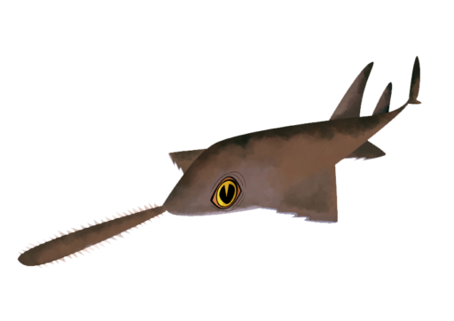 Smalltooth sawfish - Save Our Seas Foundation