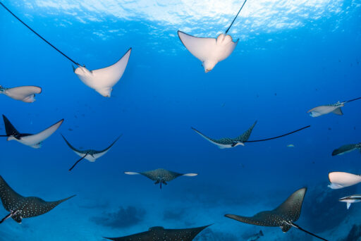 Whitespotted eagle ray - Save Our Seas Foundation