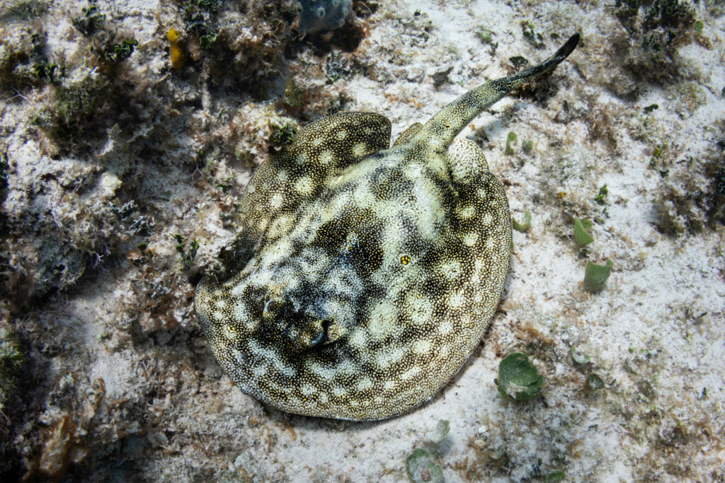Yellow stingray - Save Our Seas Foundation