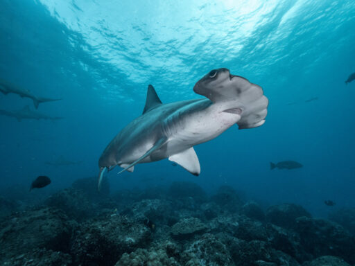 scalloped hammerhead shark - Save Our Seas Foundation