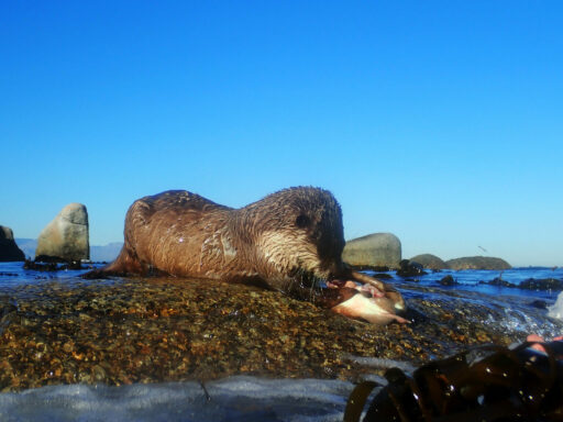 What eats sharks? - Save Our Seas Foundation