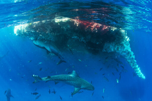 What eats sharks? - Save Our Seas Foundation