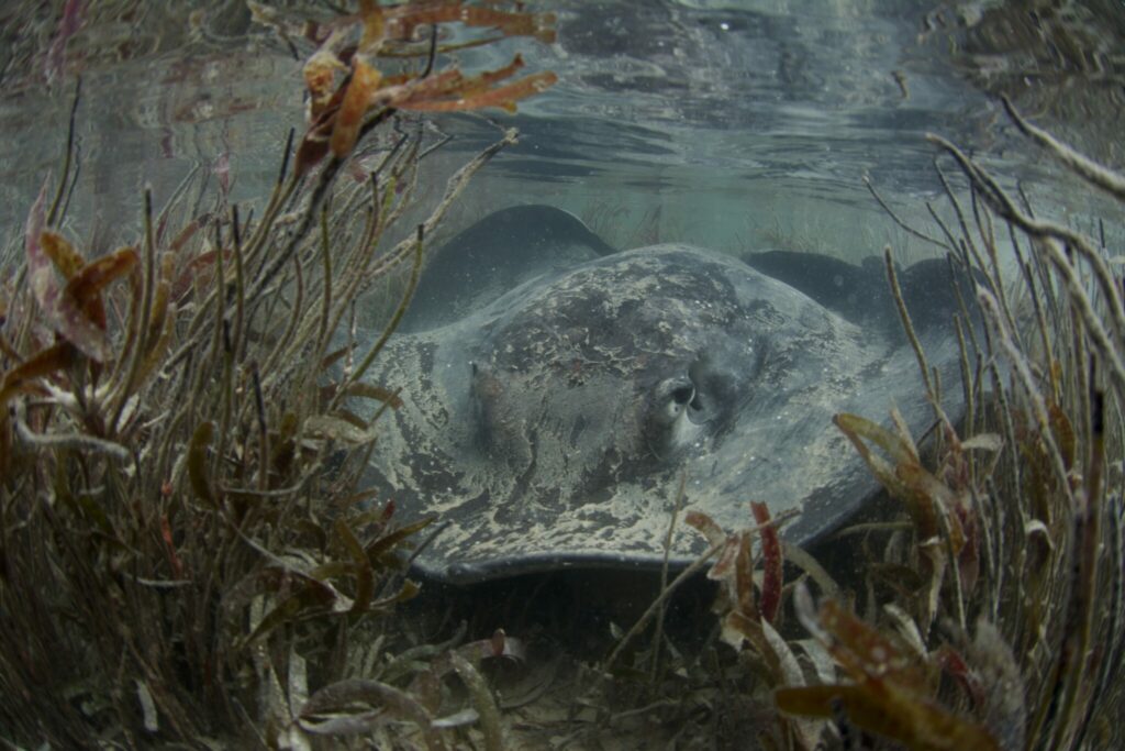 Mangrove whipray - Save Our Seas Foundation