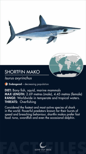 Shortfin Mako shark - Save Our Seas Foundation