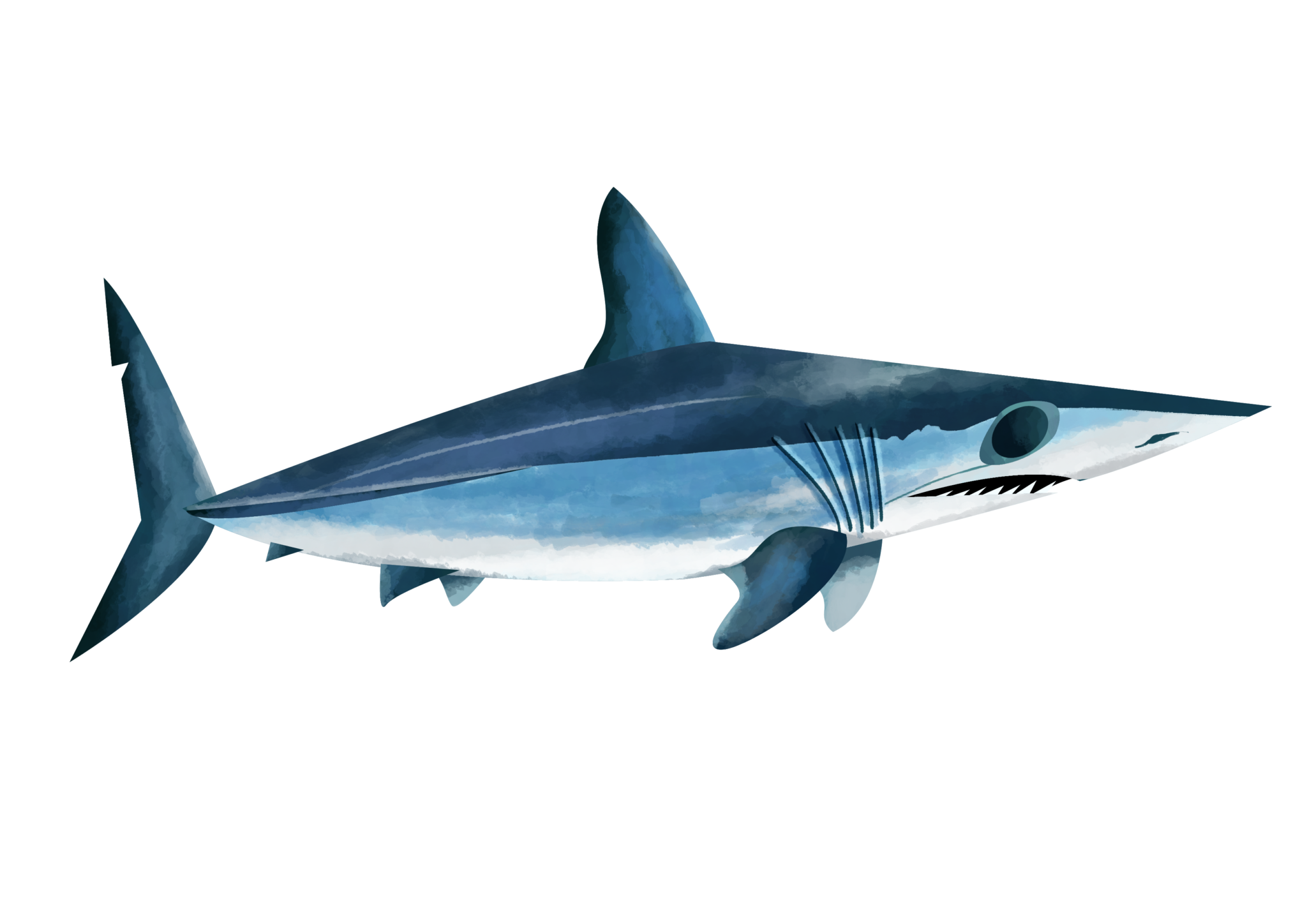 Shortfin Mako Shark Attack