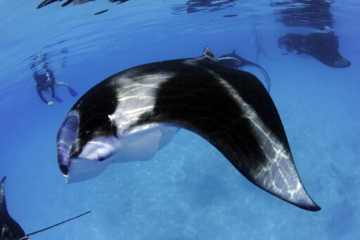 Manta rays - Save Our Seas Foundation