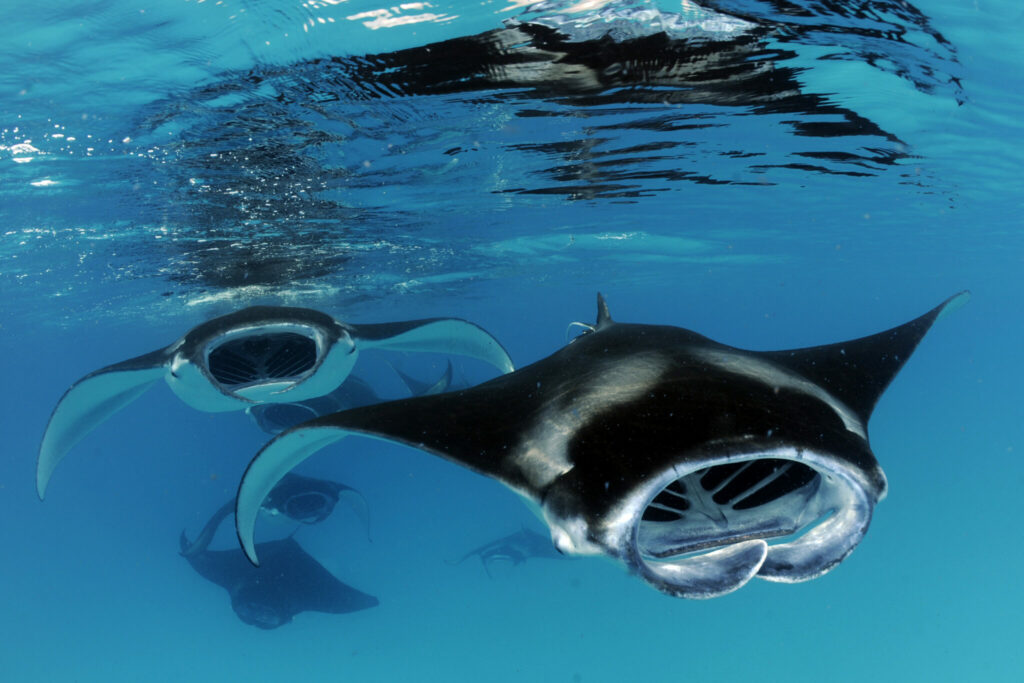 Manta rays - Save Our Seas Foundation