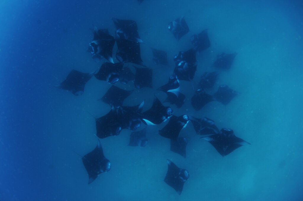 Manta rays - Save Our Seas Foundation