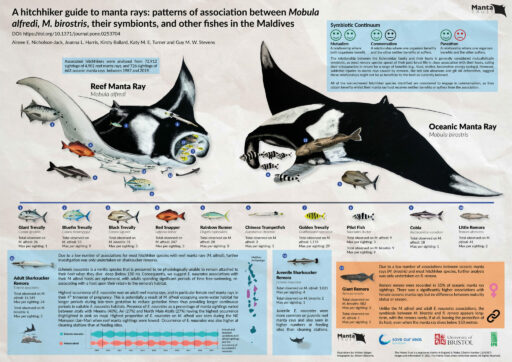 Manta rays - Save Our Seas Foundation