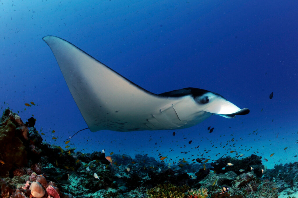 Manta rays - Save Our Seas Foundation