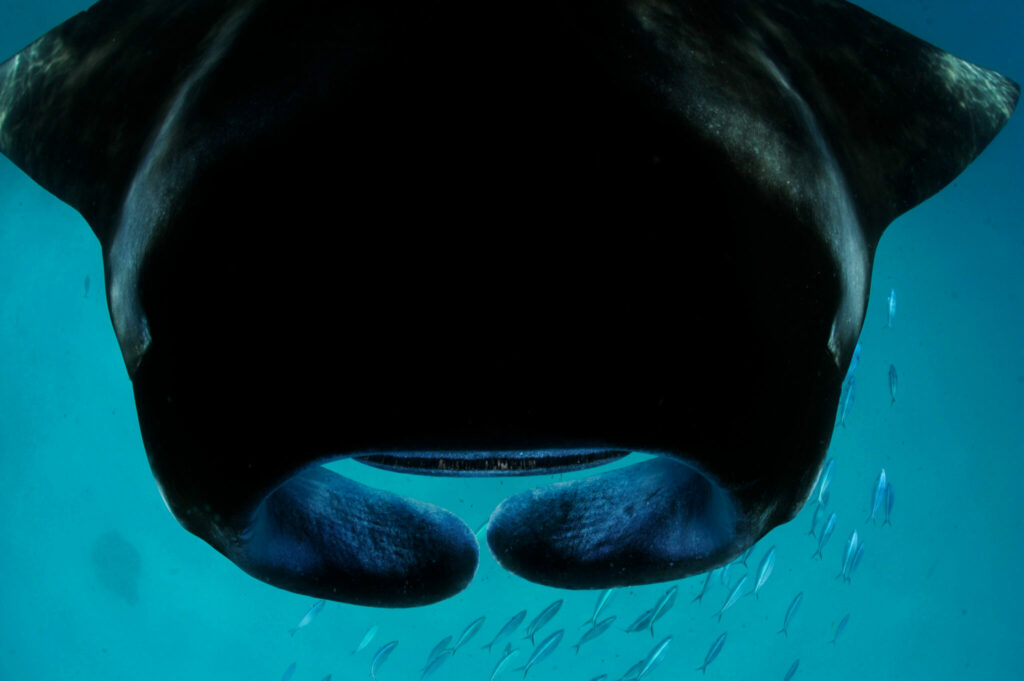 Manta rays - Save Our Seas Foundation