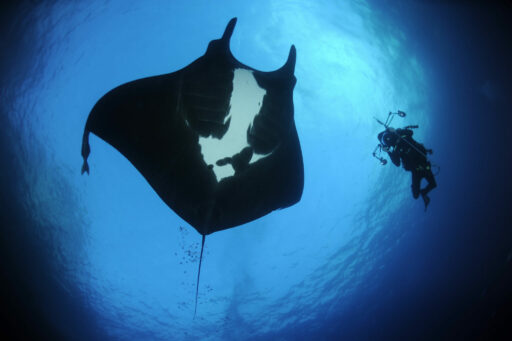 Manta rays - Save Our Seas Foundation